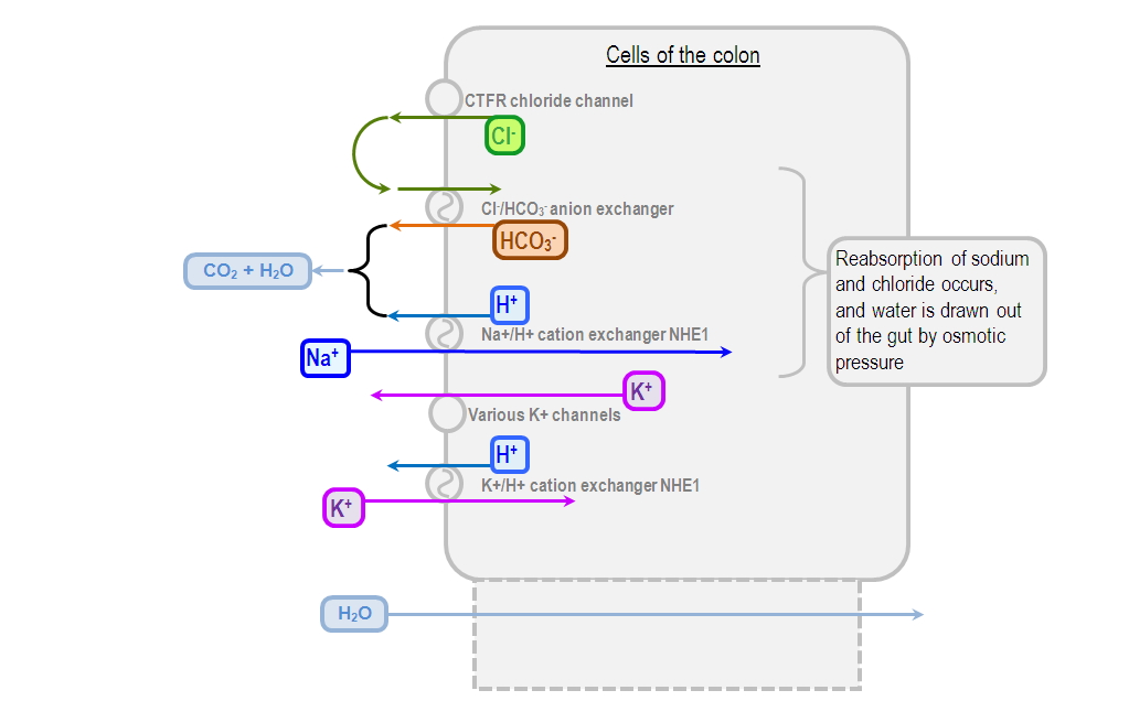 Diarrhoea as a cause of normal anion gap acidosis | Deranged Physiology